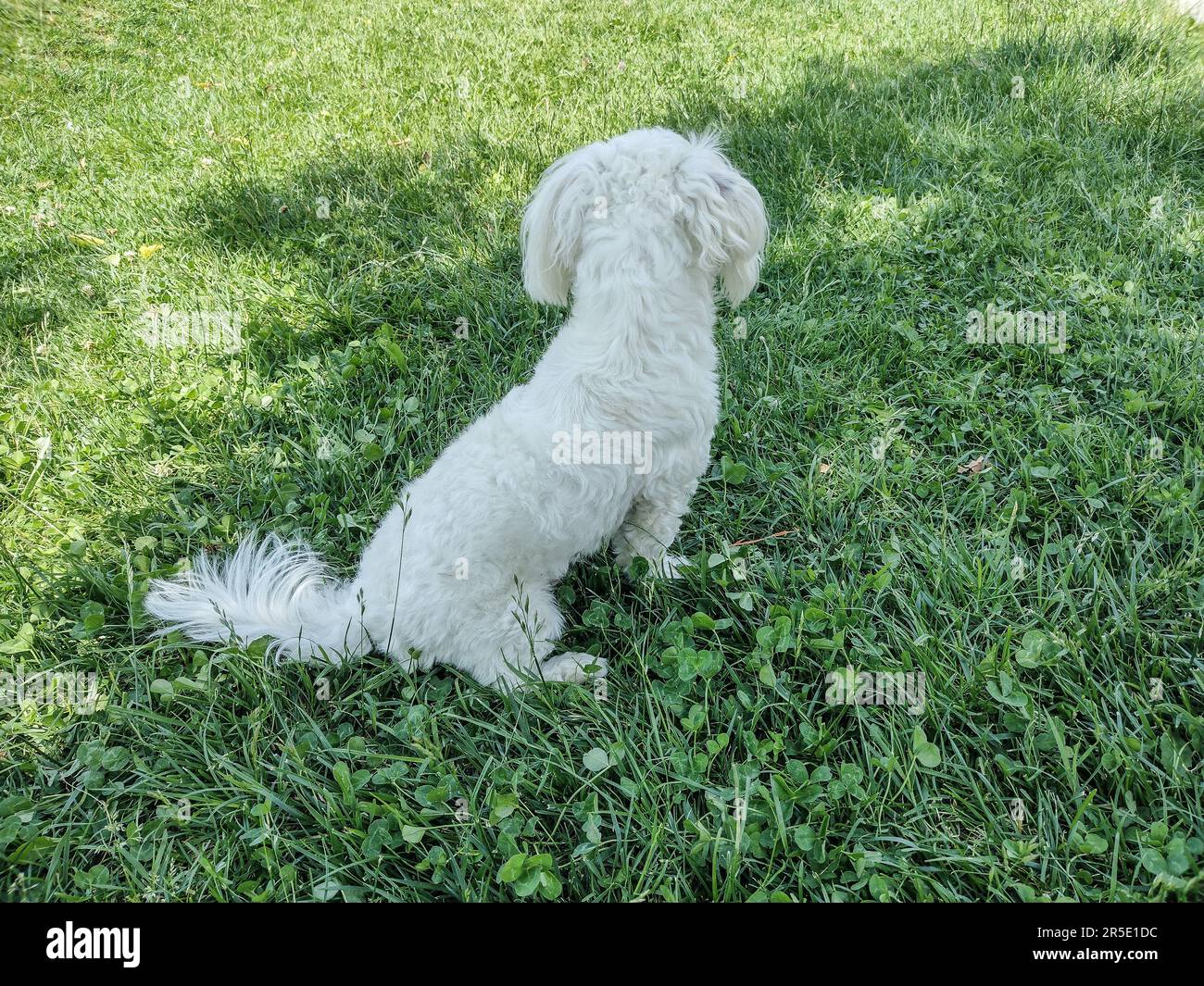 Bichon dog seen from behind. Animals Stock Photo - Alamy
