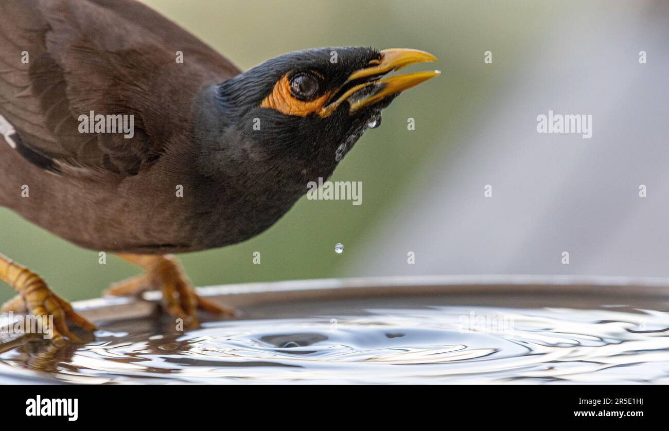 Isolated extreme close up portrait of a single mature common/ Indian ...