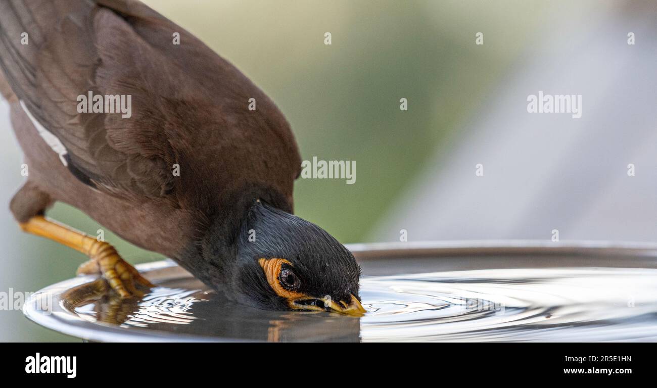 Isolated extreme close up portrait of a single mature common/ Indian ...