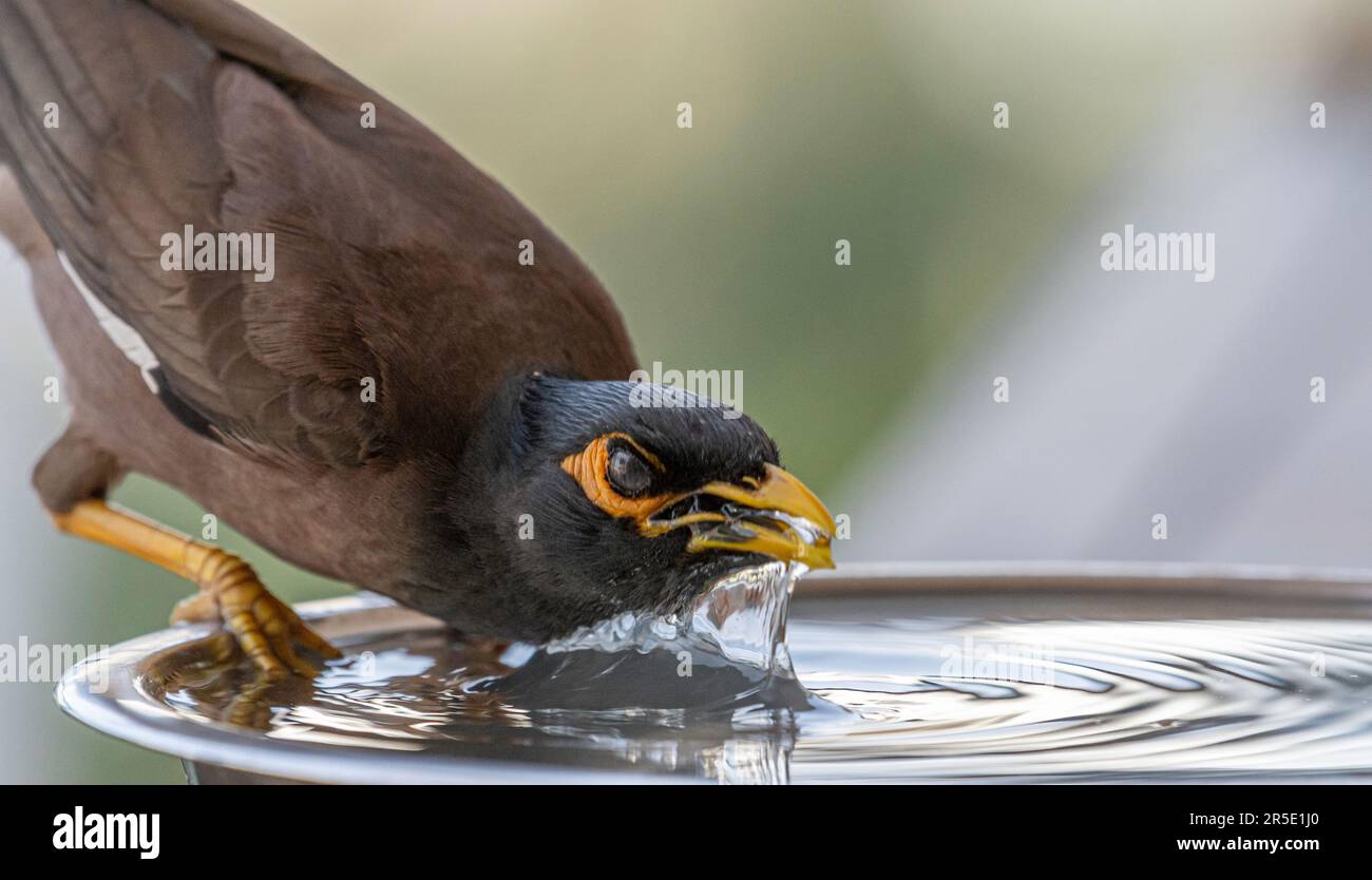 Isolated extreme close up portrait of a single mature common/ Indian ...