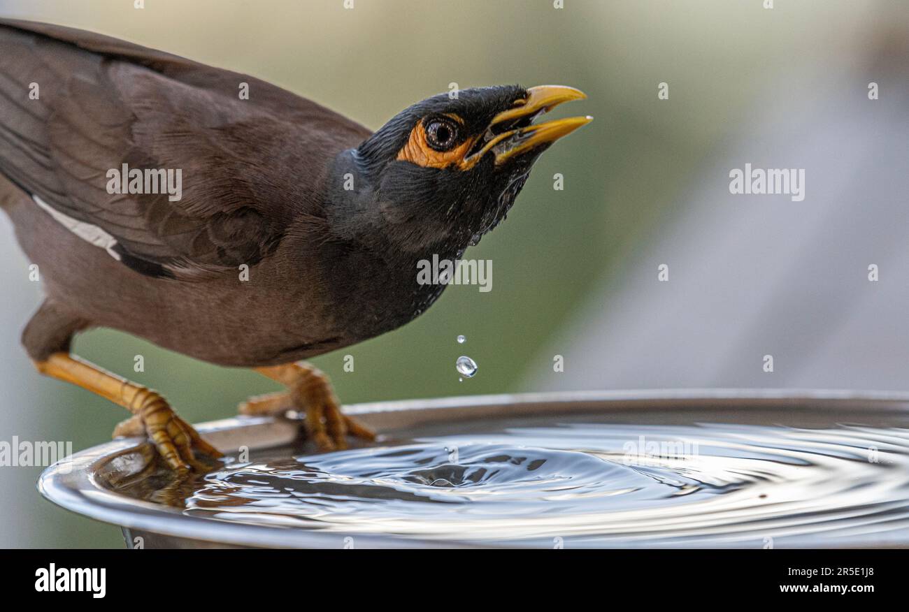 Isolated extreme close up portrait of a single mature common/ Indian ...