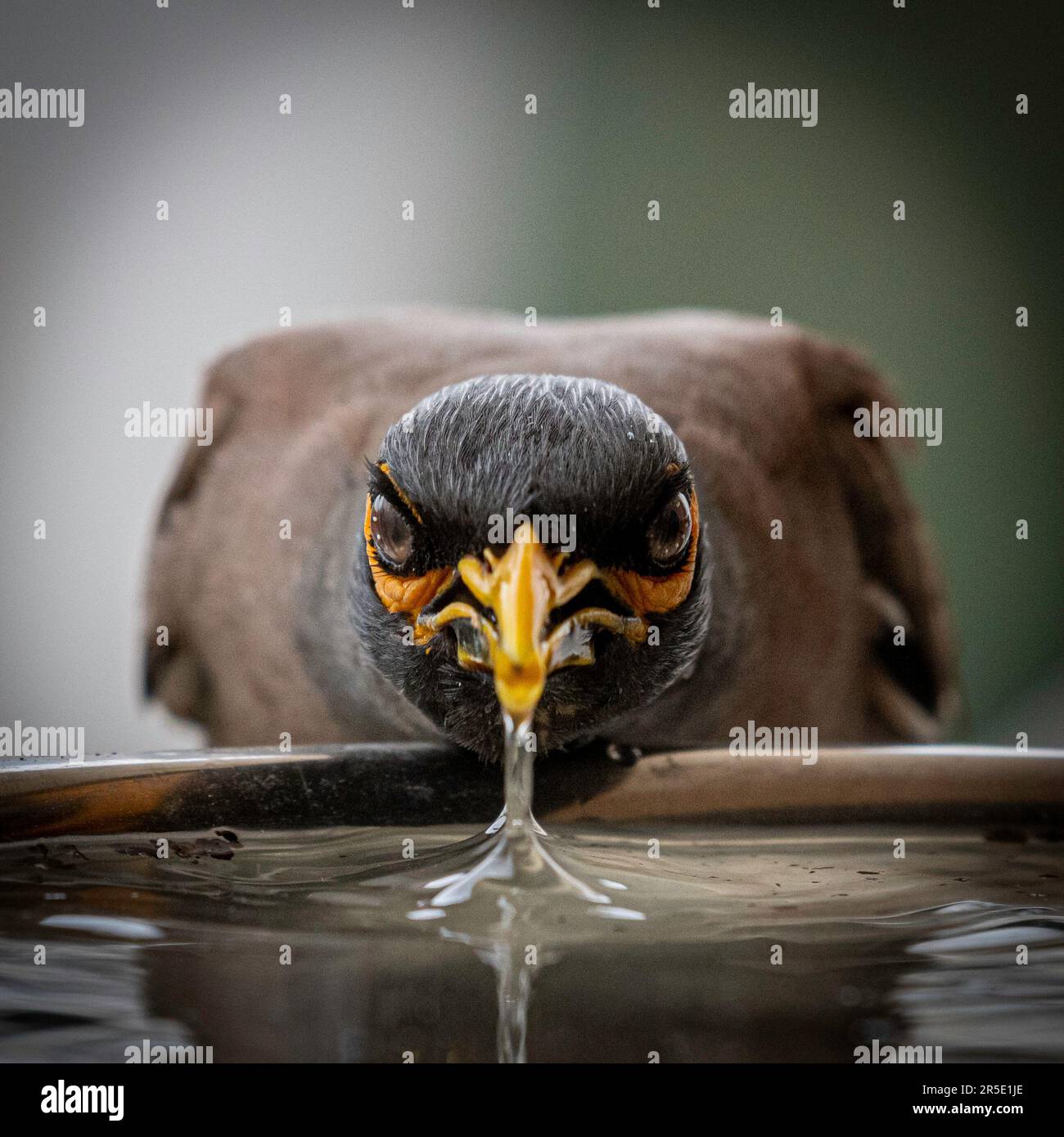 Isolated extreme close up portrait of a single mature common/ Indian ...