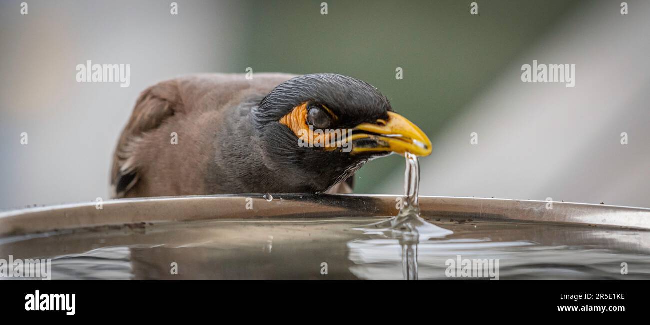 Isolated extreme close up portrait of a single mature common/ Indian ...