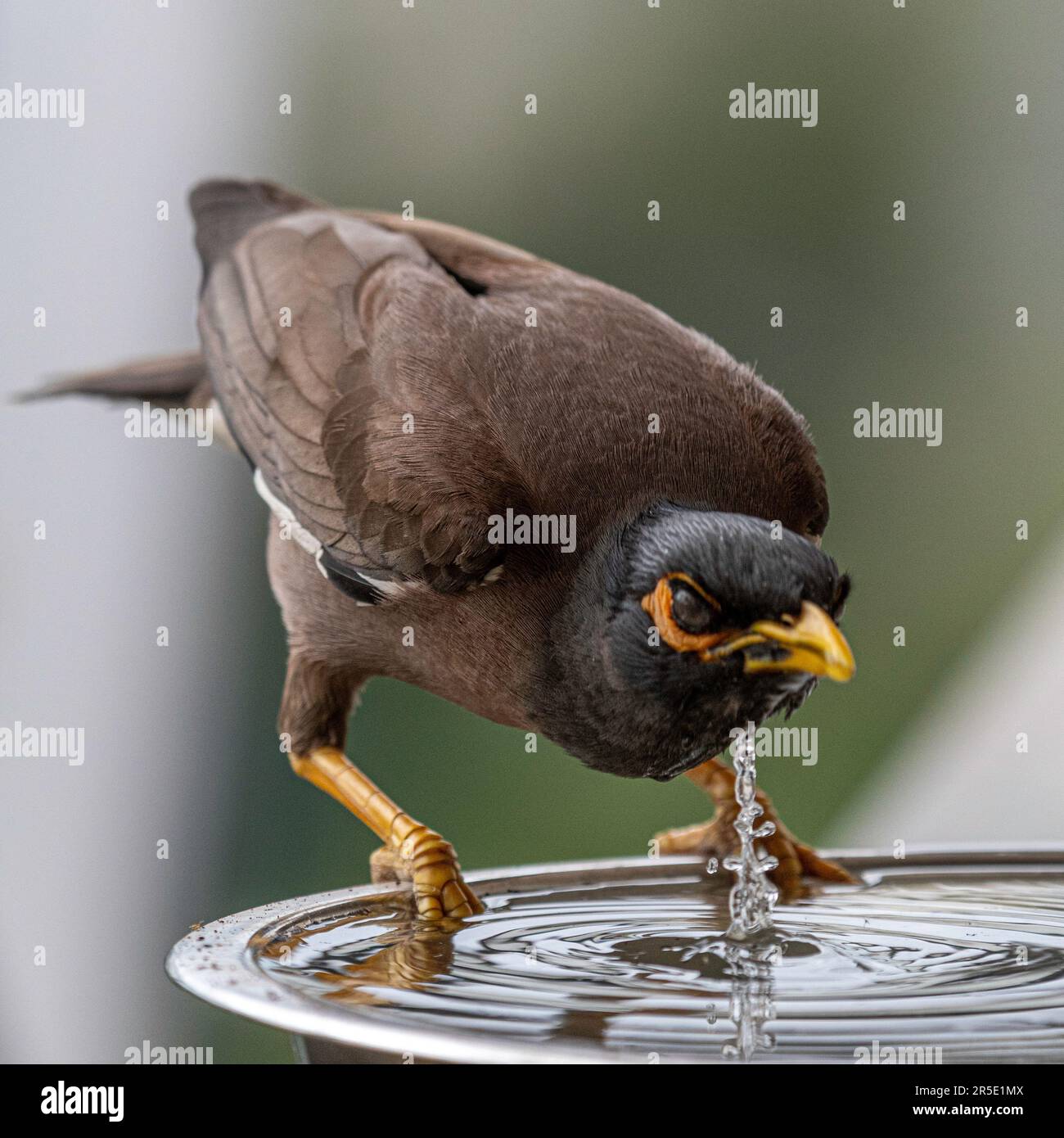 Isolated extreme close up portrait of a single mature common/ Indian ...