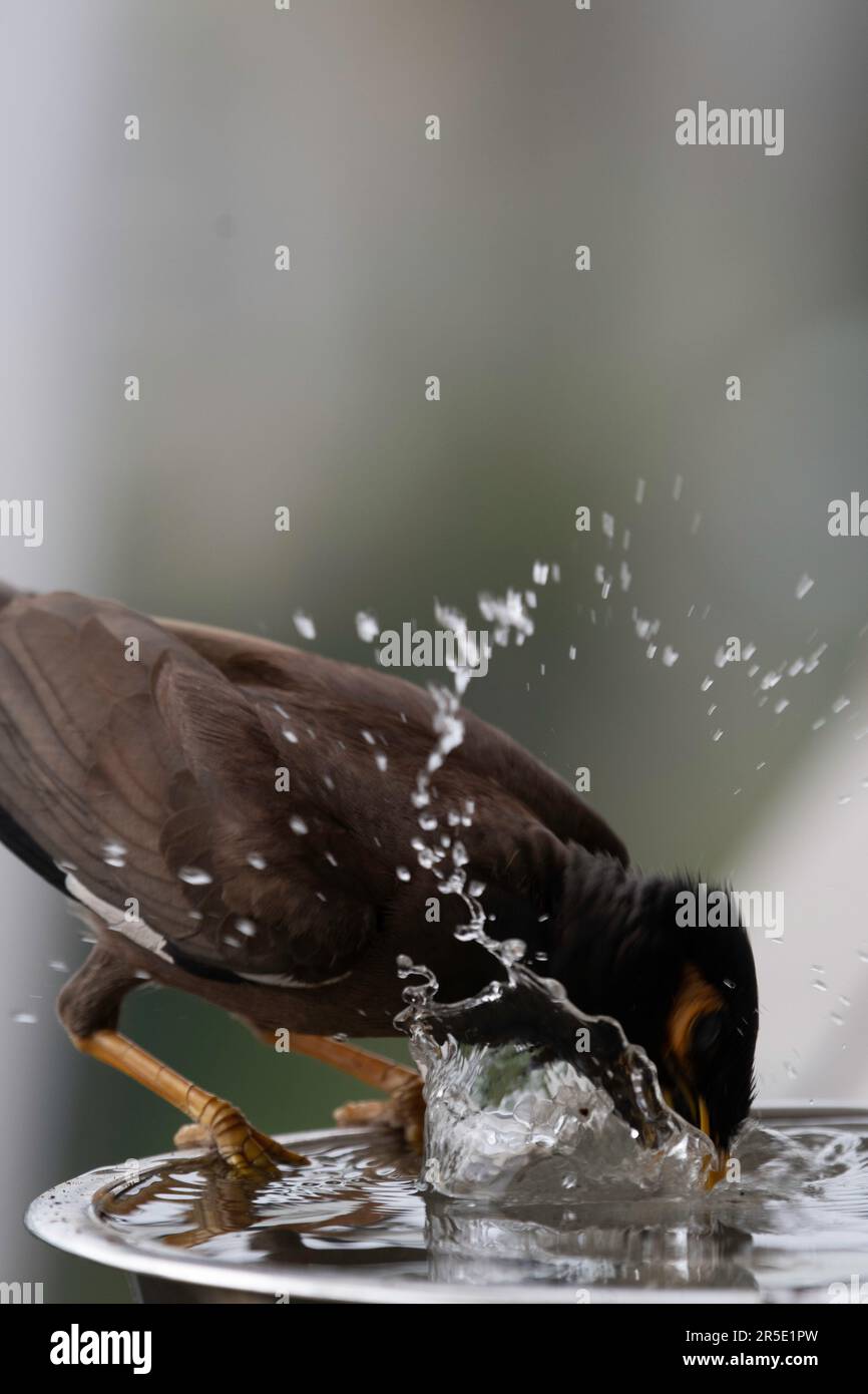 Isolated extreme close up portrait of a single mature common/ Indian ...