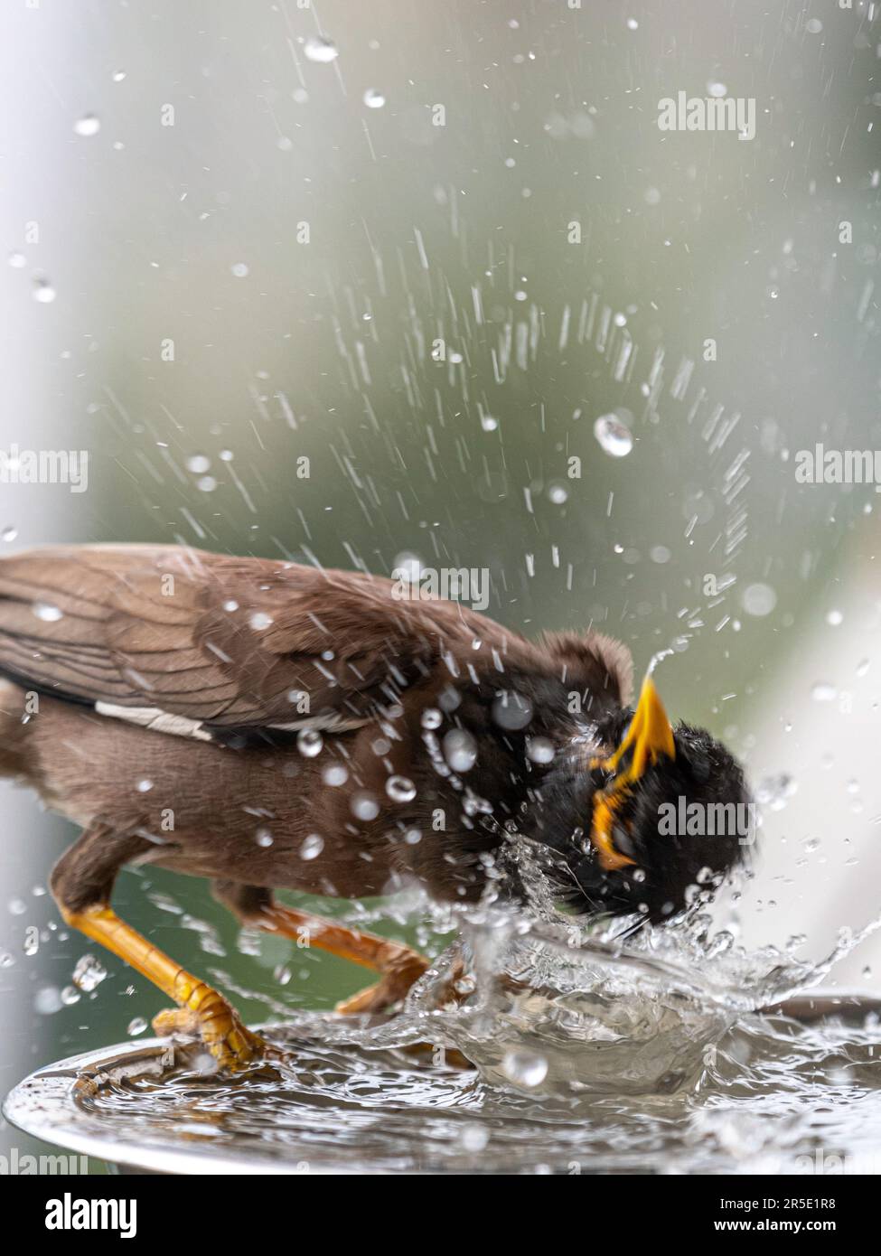 Isolated extreme close up portrait of a single mature common/ Indian ...