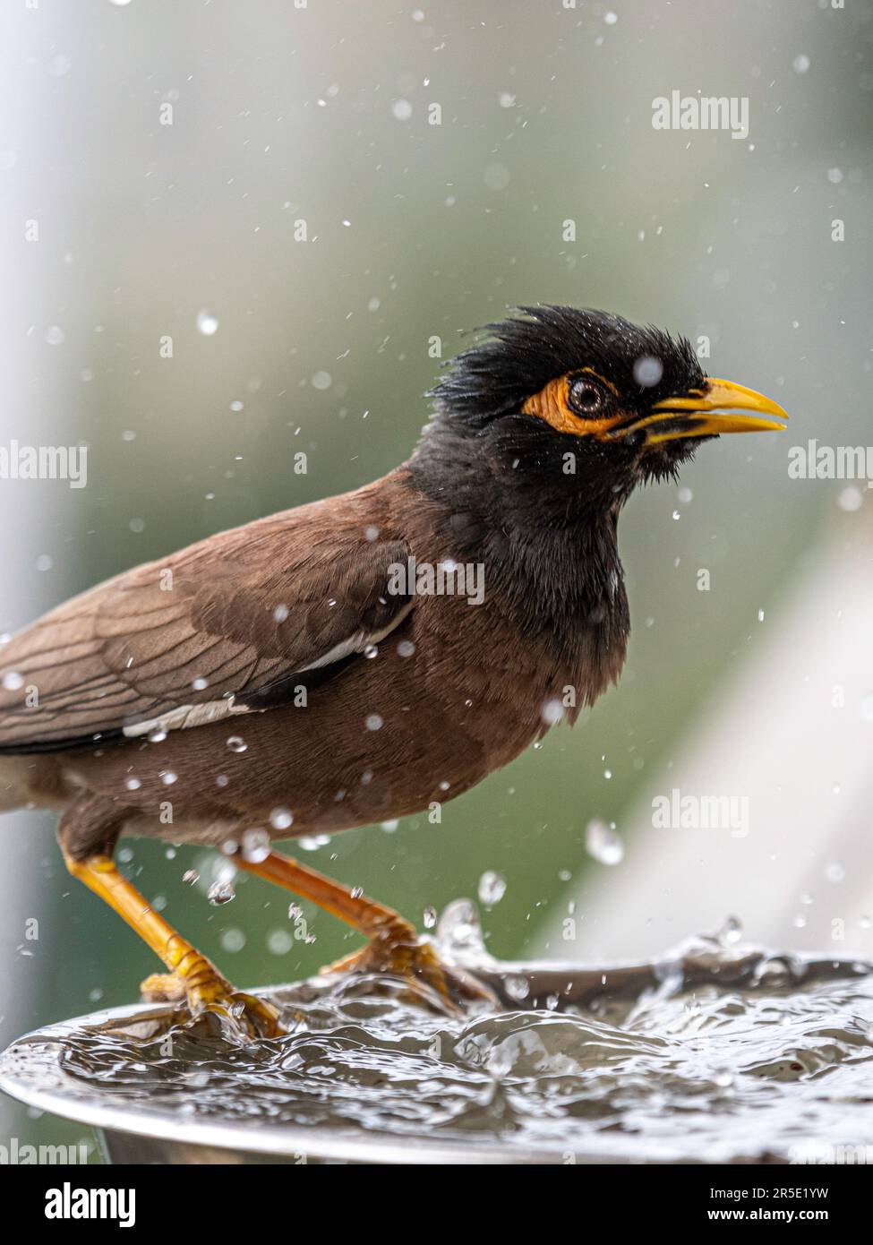 Isolated extreme close up portrait of a single mature common/ Indian ...
