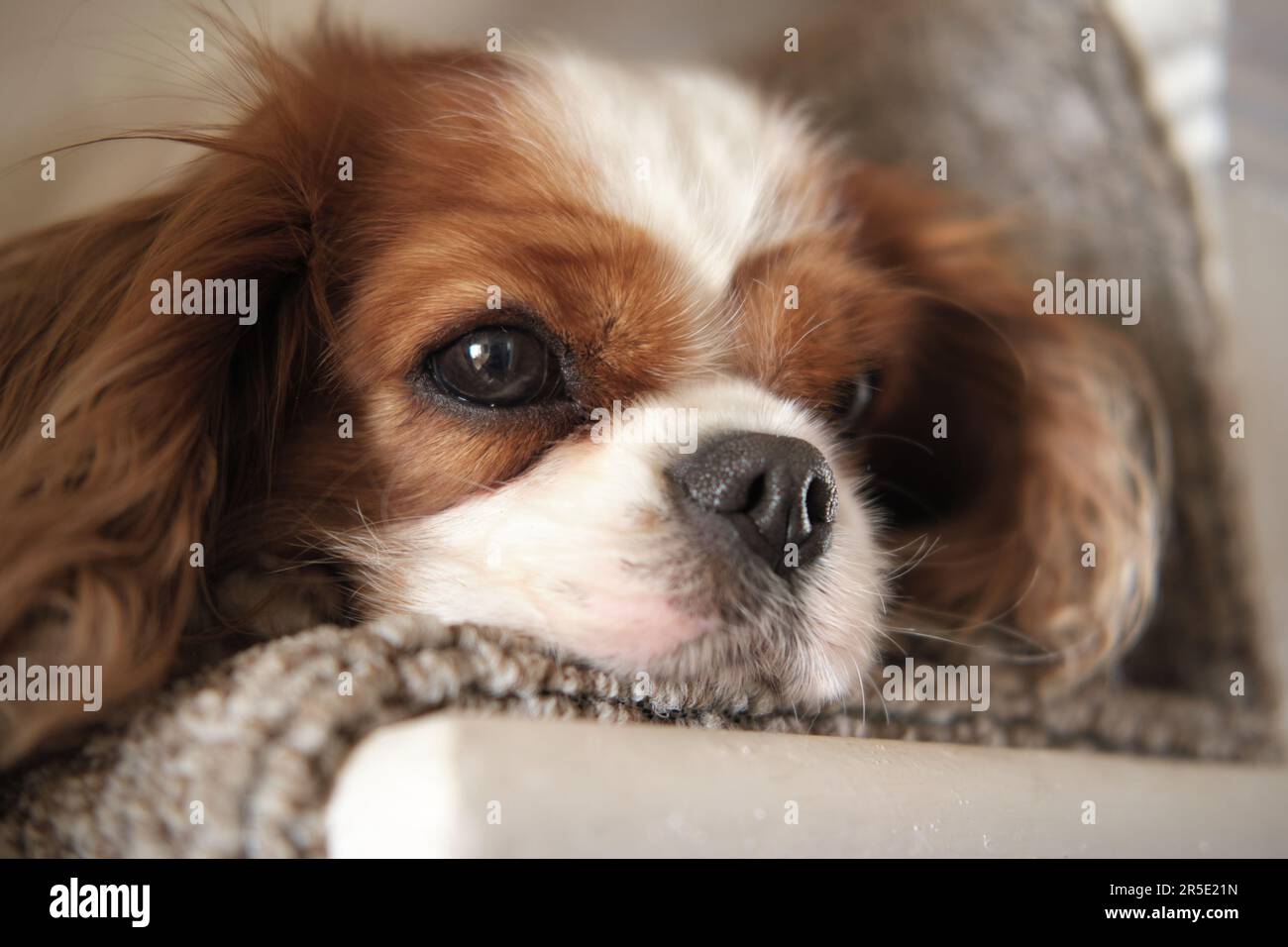 Close-up headshot of a Blenheim Cavalier King Charles Spaniel lap dog ...