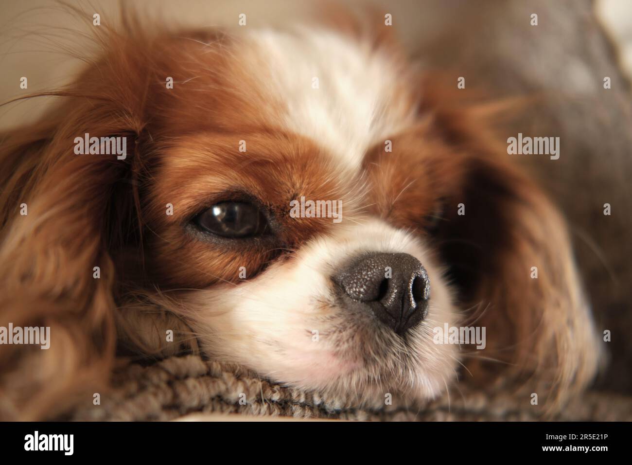 Blenheim Cavalier King Charles Spaniel lap dog. Chestnut and white ...