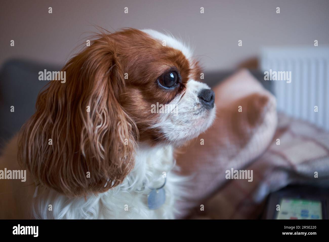 Blenheim Cavalier King Charles Spaniel lap dog. Chestnut and white ...