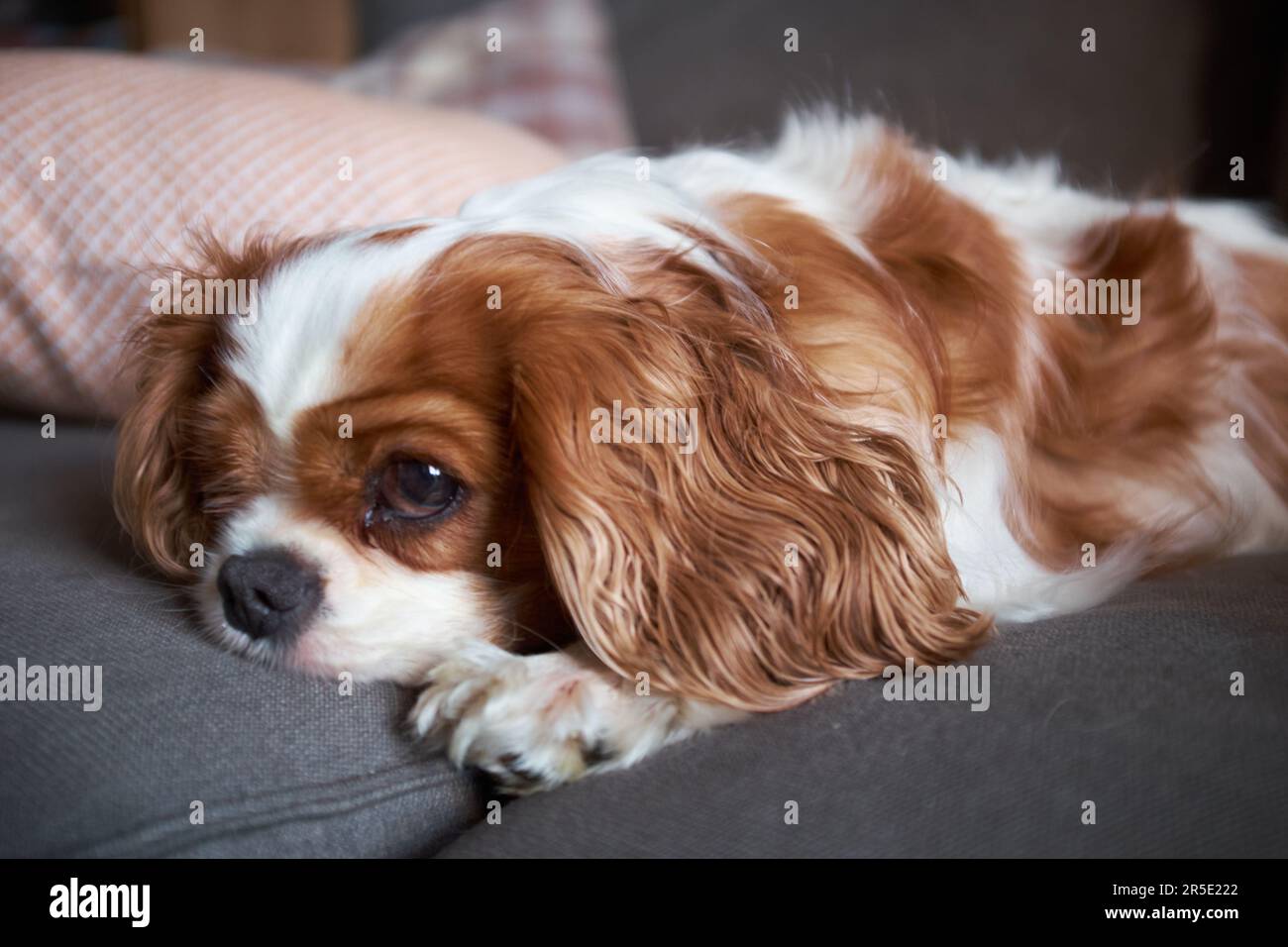 Blenheim Cavalier King Charles Spaniel lap dog. Chestnut and white ...