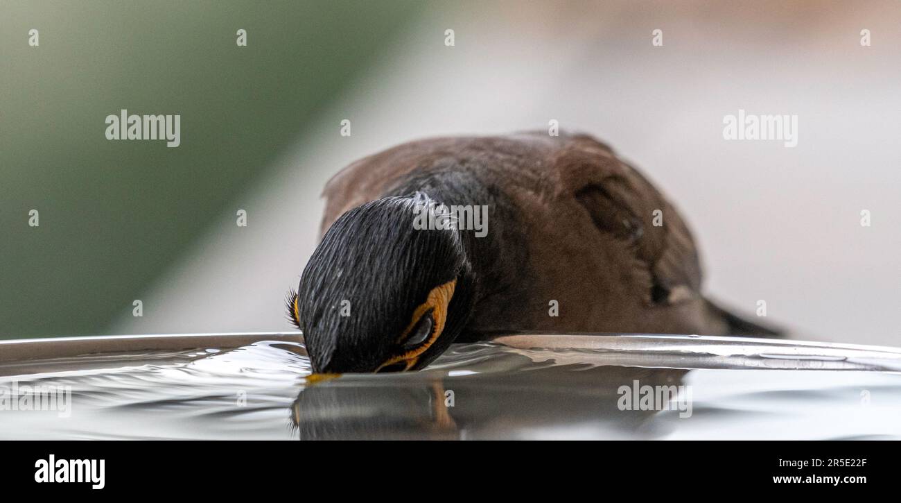 Isolated extreme close up portrait of a single mature common/ Indian ...