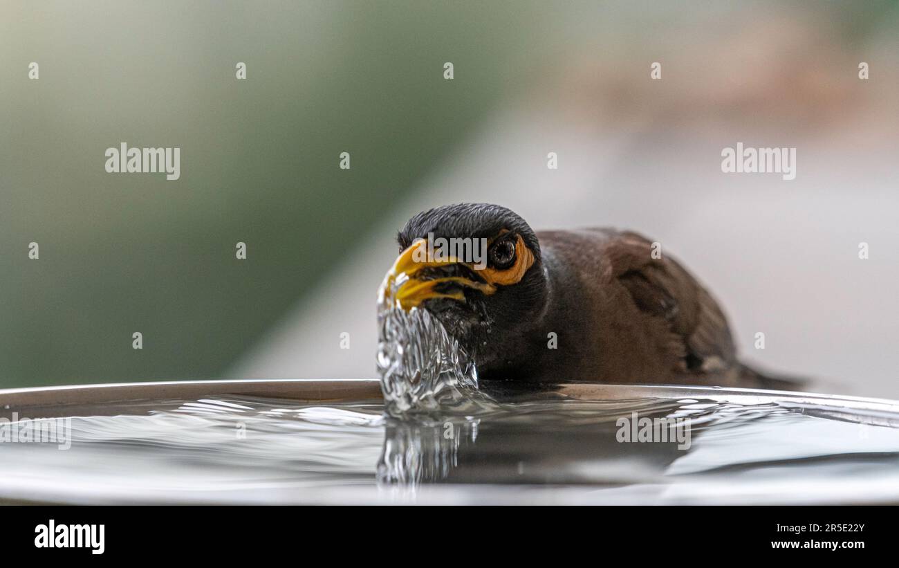 Isolated extreme close up portrait of a single mature common/ Indian ...