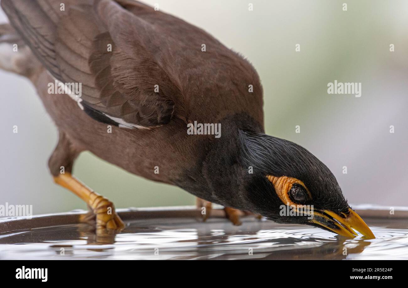 Isolated extreme close up portrait of a single mature common/ Indian ...