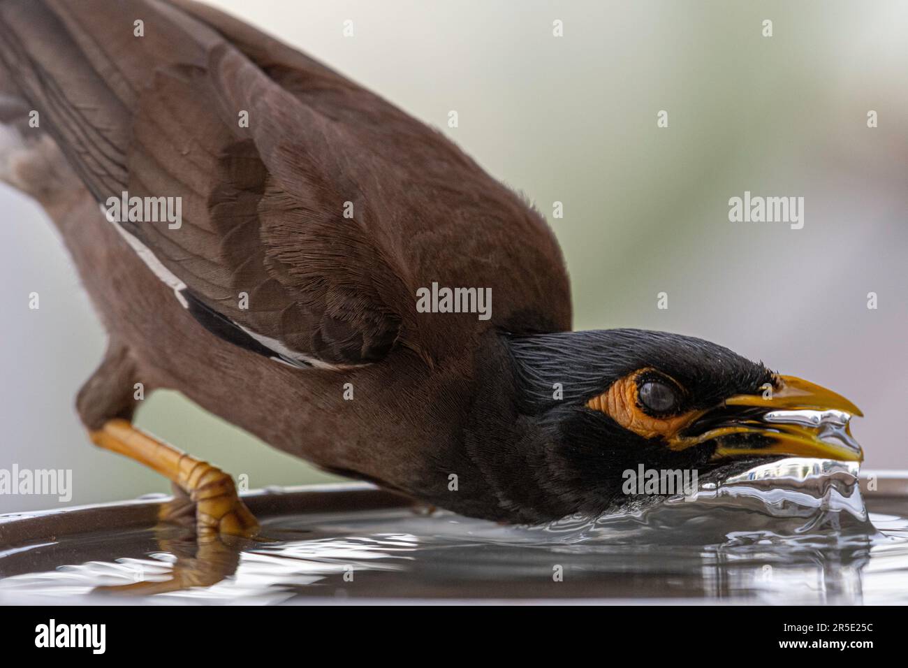Isolated extreme close up portrait of a single mature common/ Indian ...