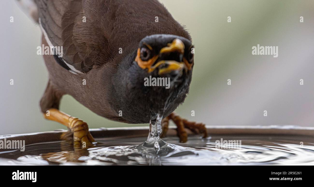Isolated extreme close up portrait of a single mature common/ Indian ...