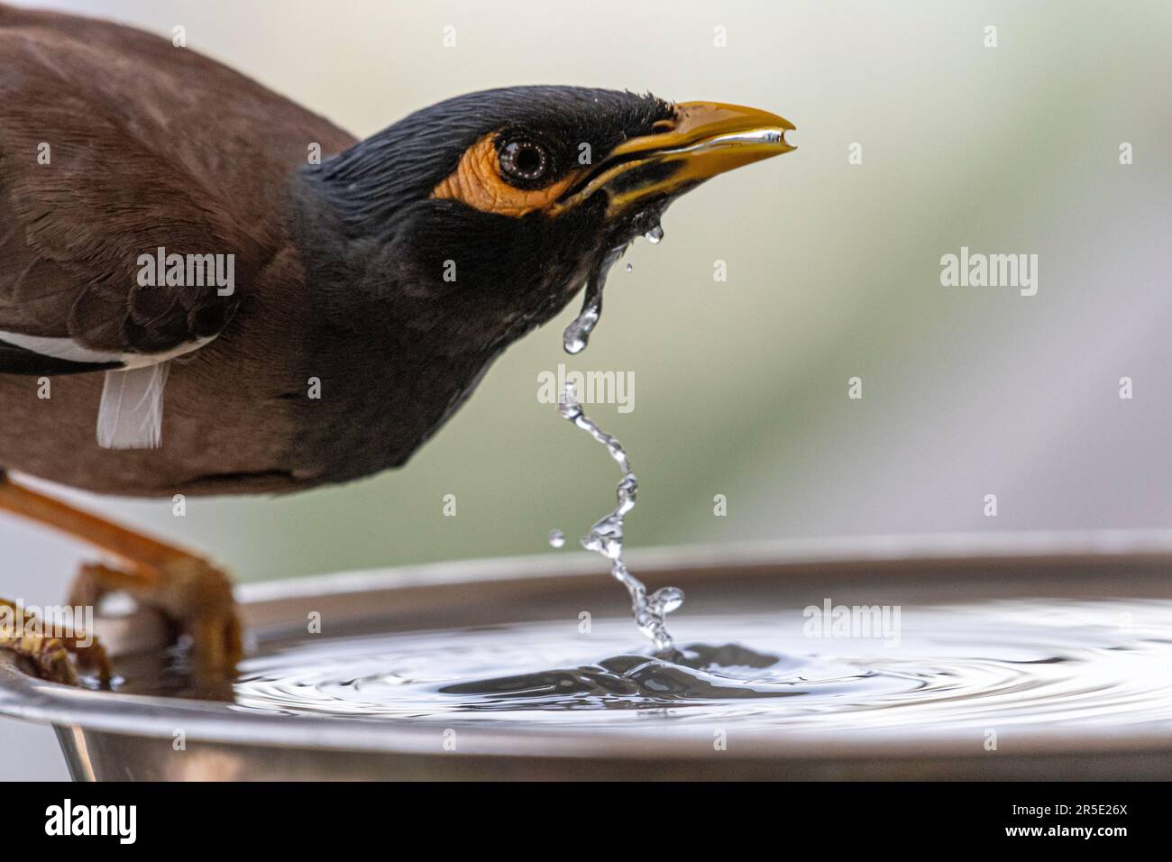 Isolated extreme close up portrait of a single mature common/ Indian ...