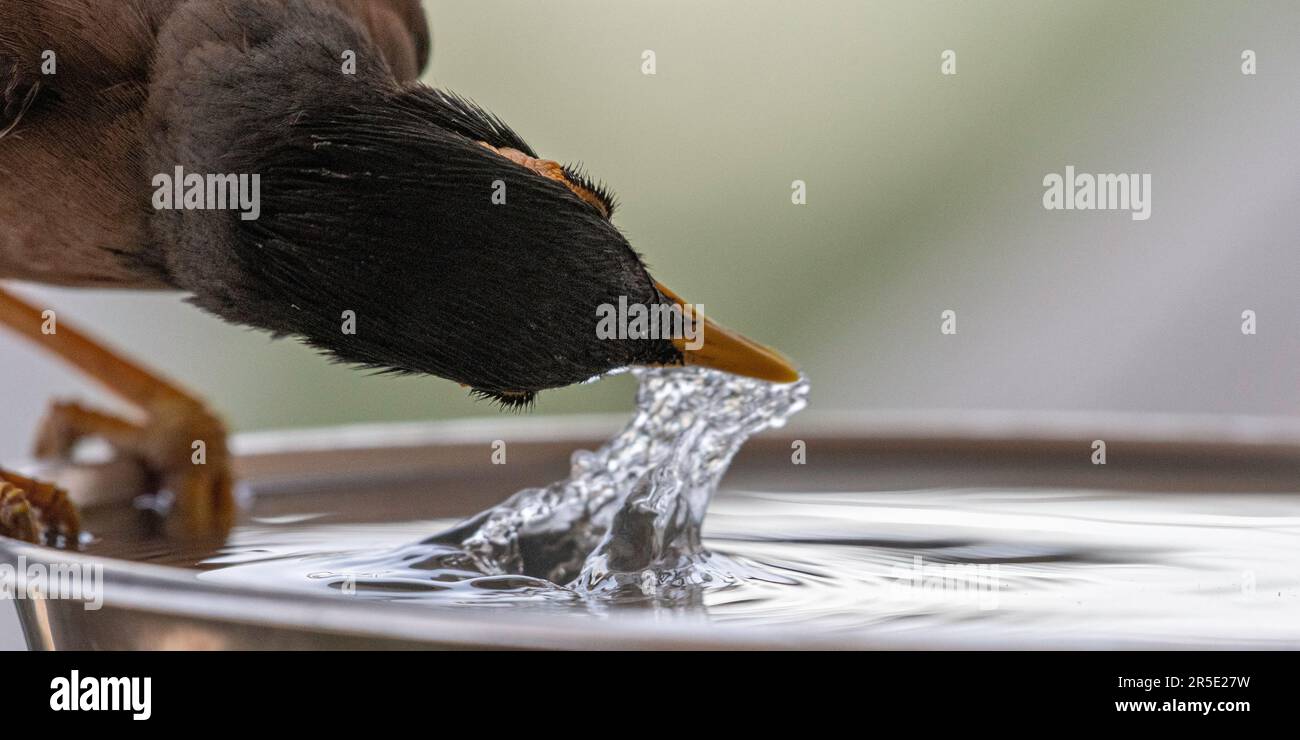 Isolated extreme close up portrait of a single mature common/ Indian ...