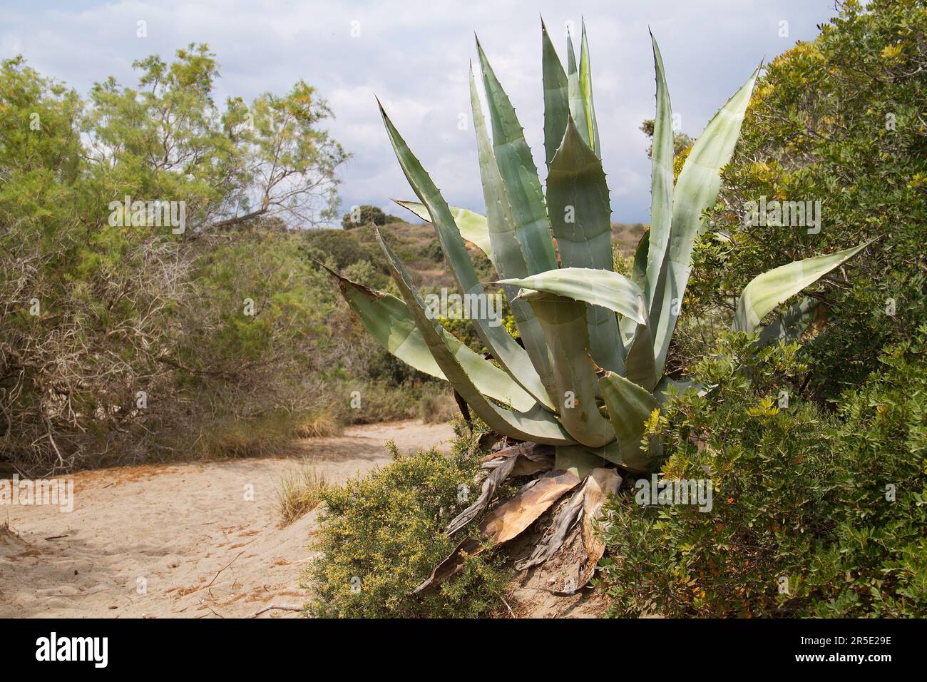 Century plant, also known as Mague, growing in Greek landscape Stock ...