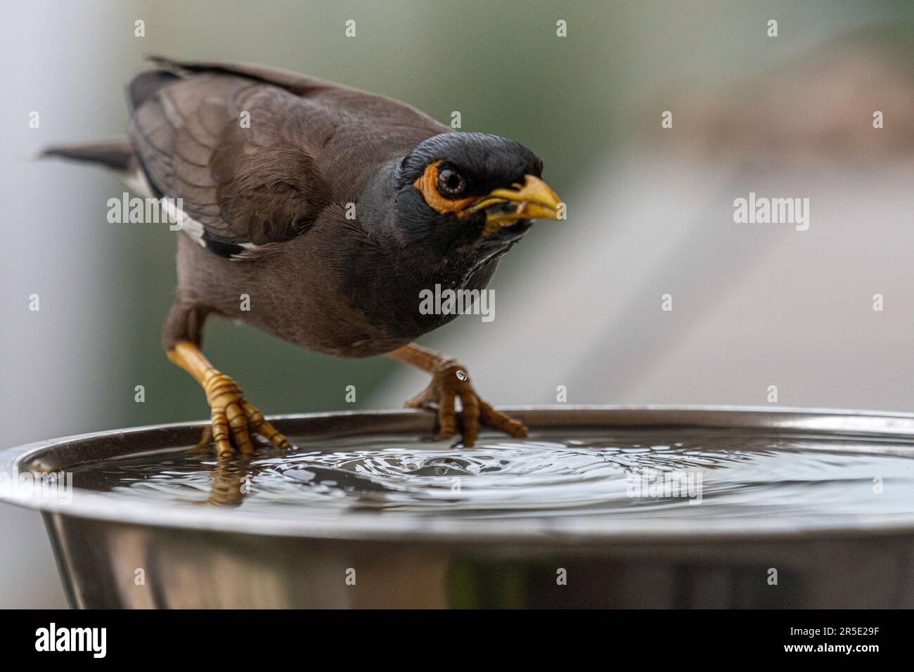Isolated extreme close up portrait of a single mature common/ Indian ...