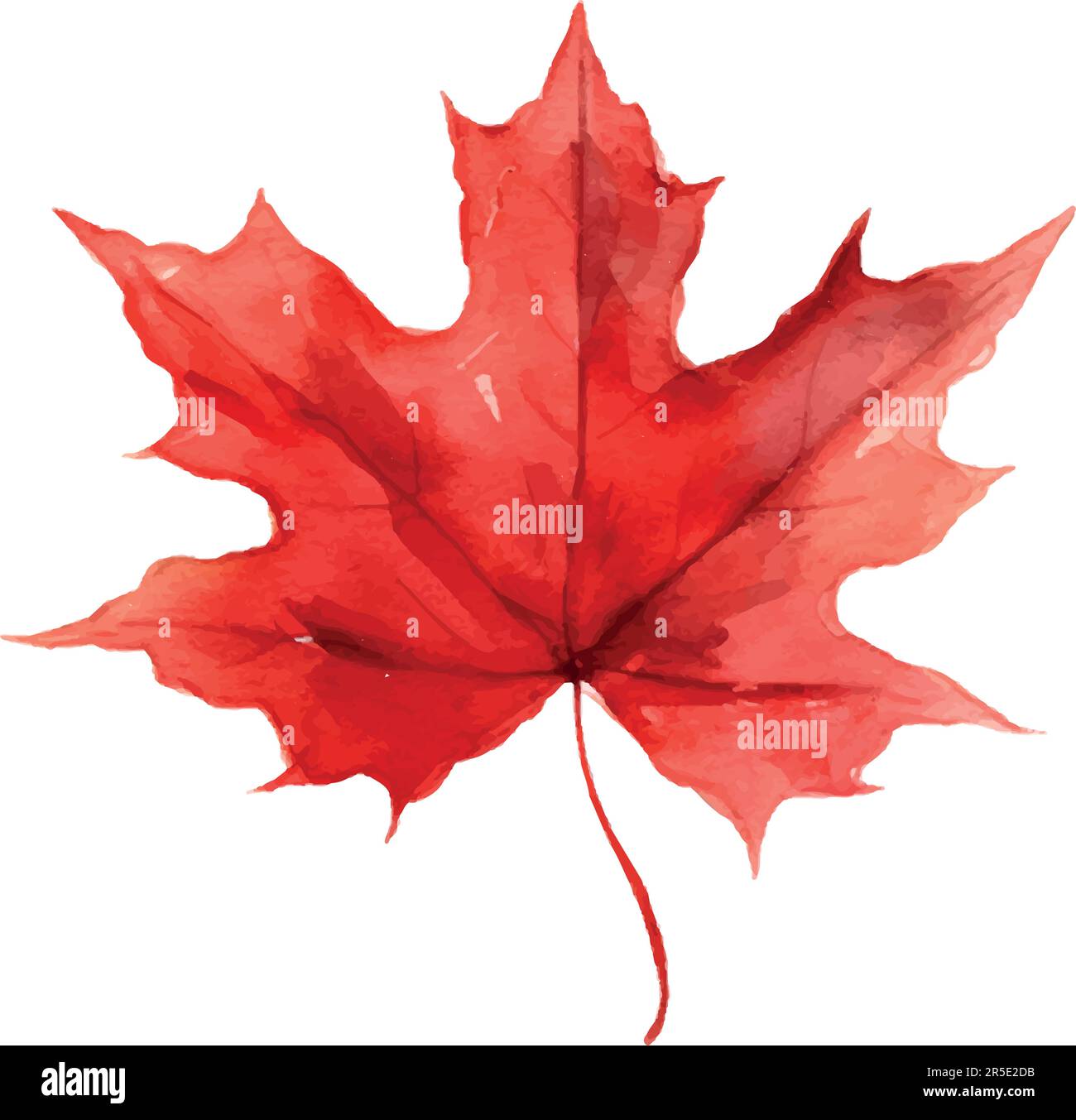 Beautiful watercolor red maple leaf Canada day white background Stock ...