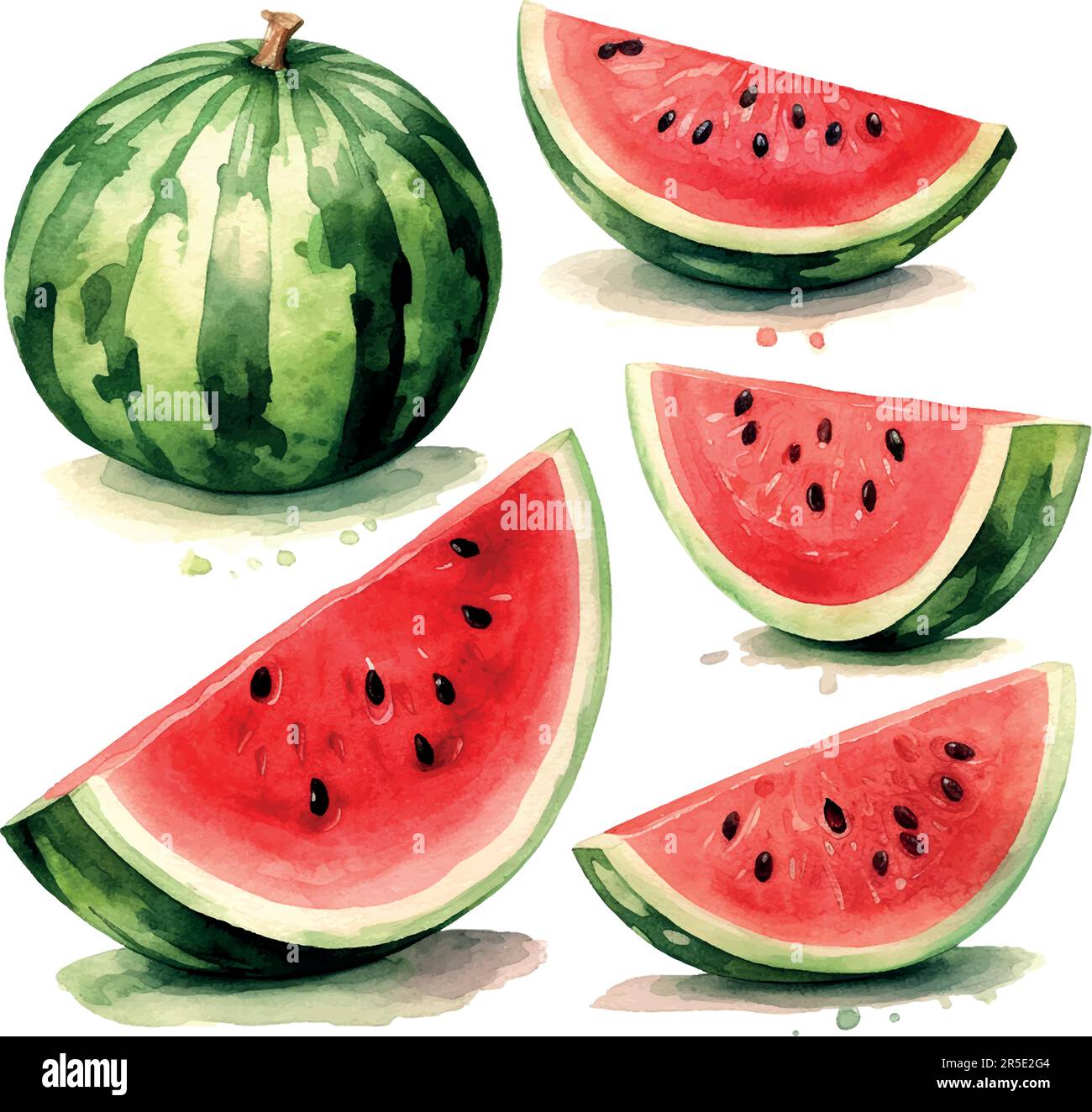 Vintage watermelon watercolor, great design for any purposes Stock ...