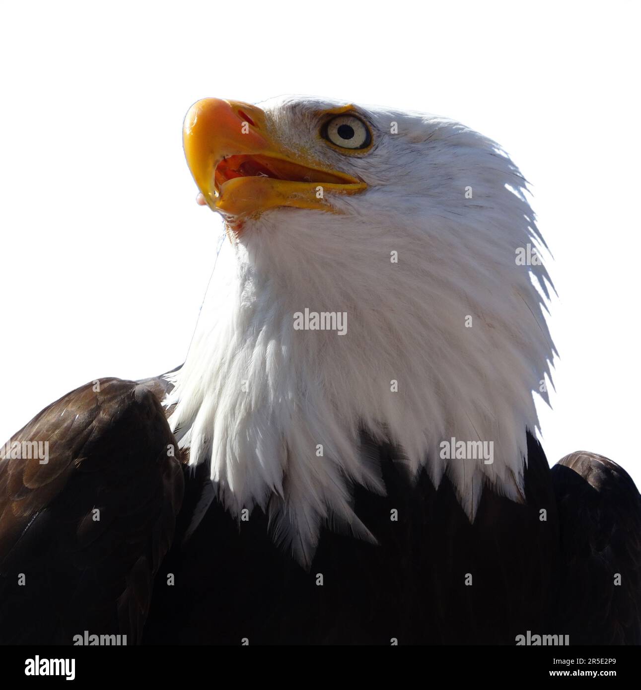 Head of the majestic bald eagle. Bird of prey. Haliaeetus leucocephalus ...