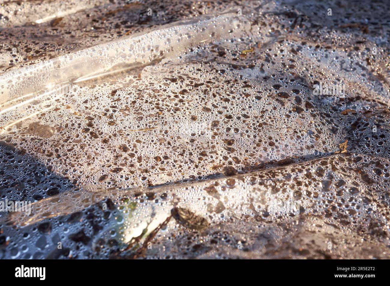 A transparent polyethylene sheet on ground for solarisation of the soil ...