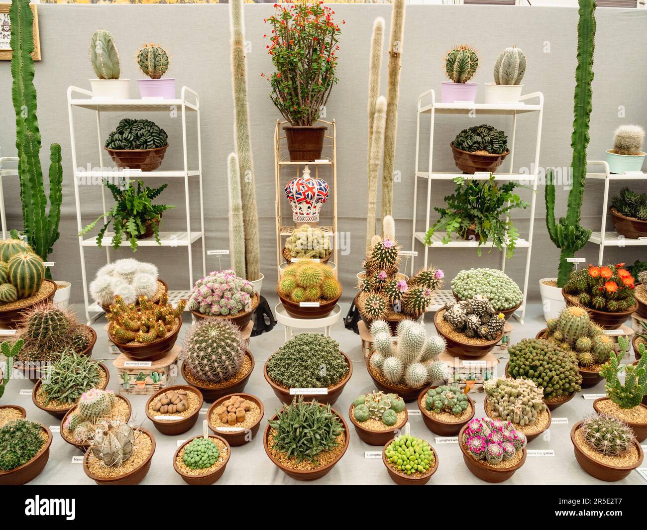 Cacti display flower show hi-res stock photography and images - Alamy