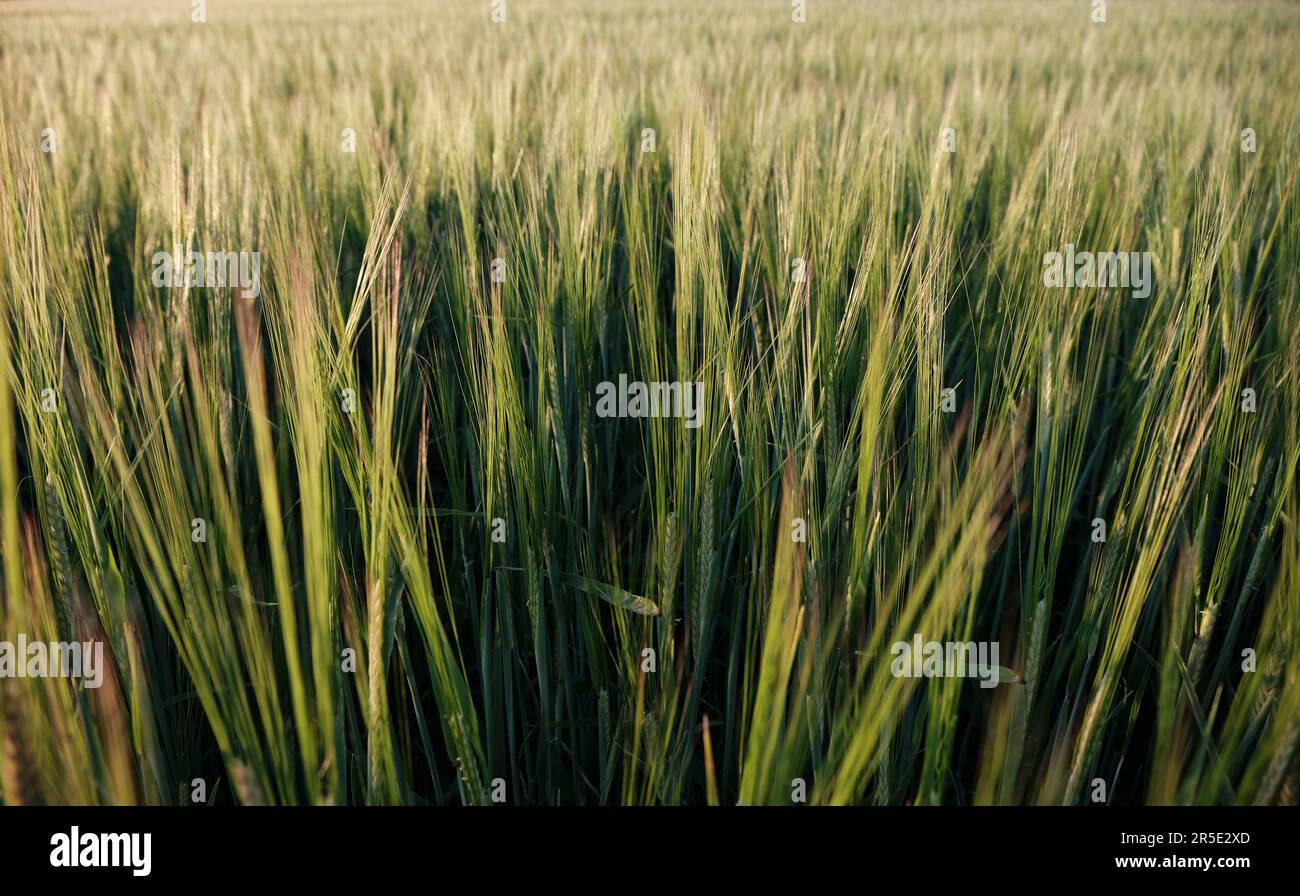 Wide angle view of wheat fields on a sunny evening in the South Downs ...