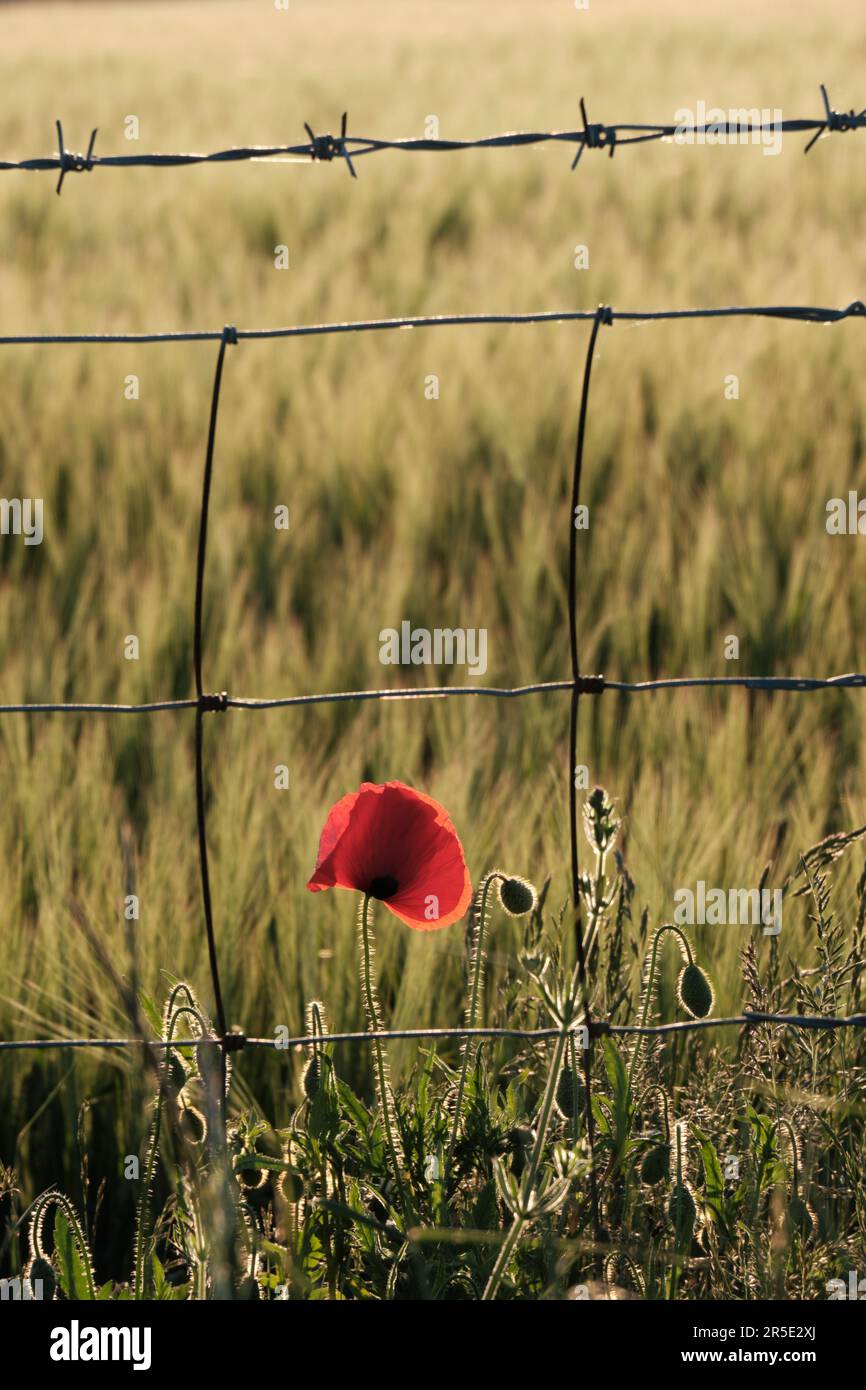 A single red poppy under barbed wire on South Downs National Park with ...
