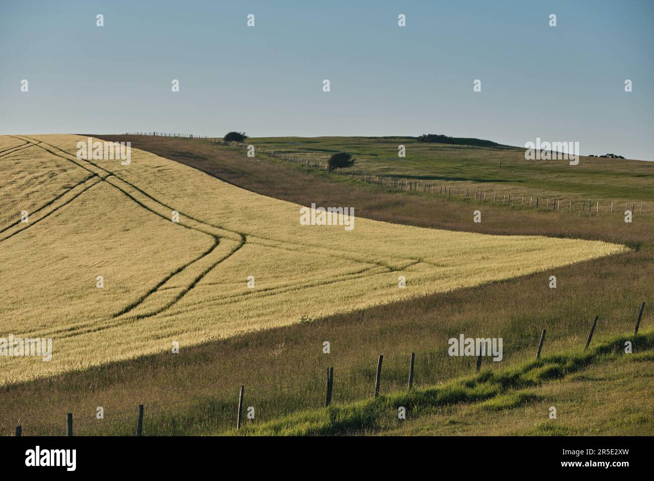 Tractor trails in a wheat field on South Downs National Park farmland ...