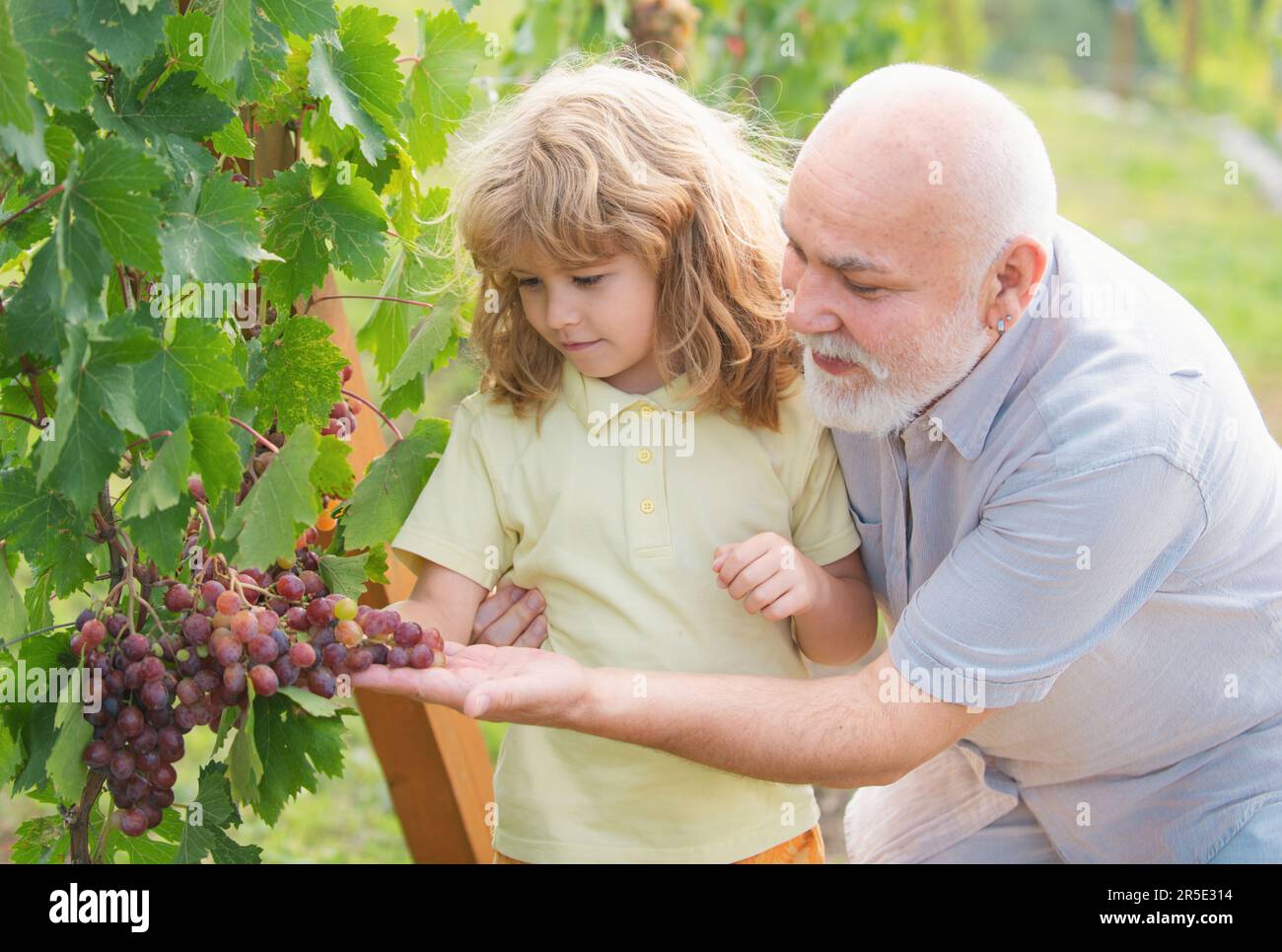 Child boy and grandfather harvesting grapes. Farming in garden ...