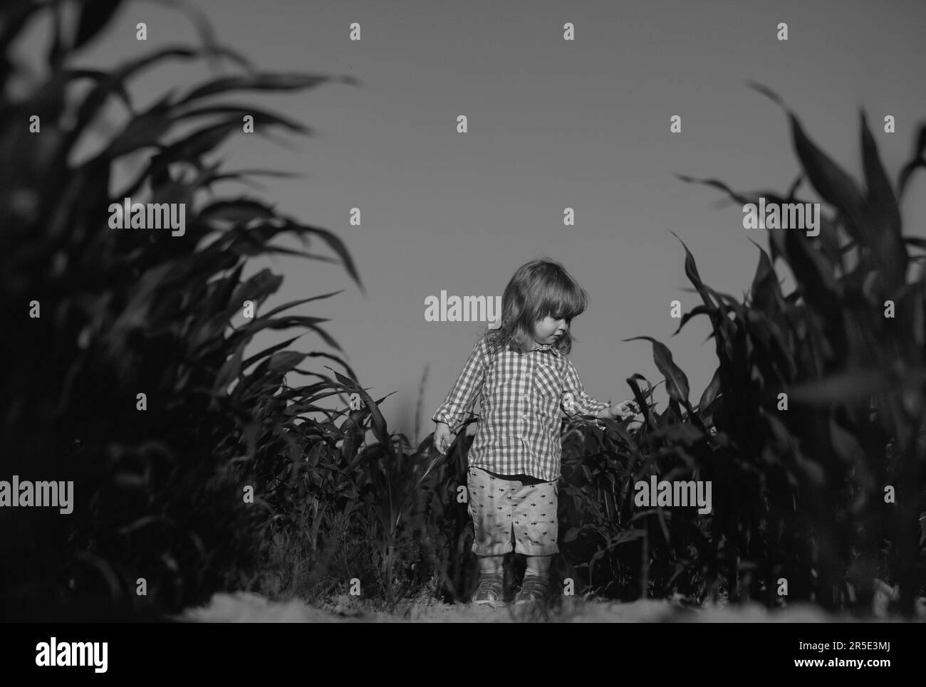 Cute baby on green grass in summertime. Baby on corn farm field ...