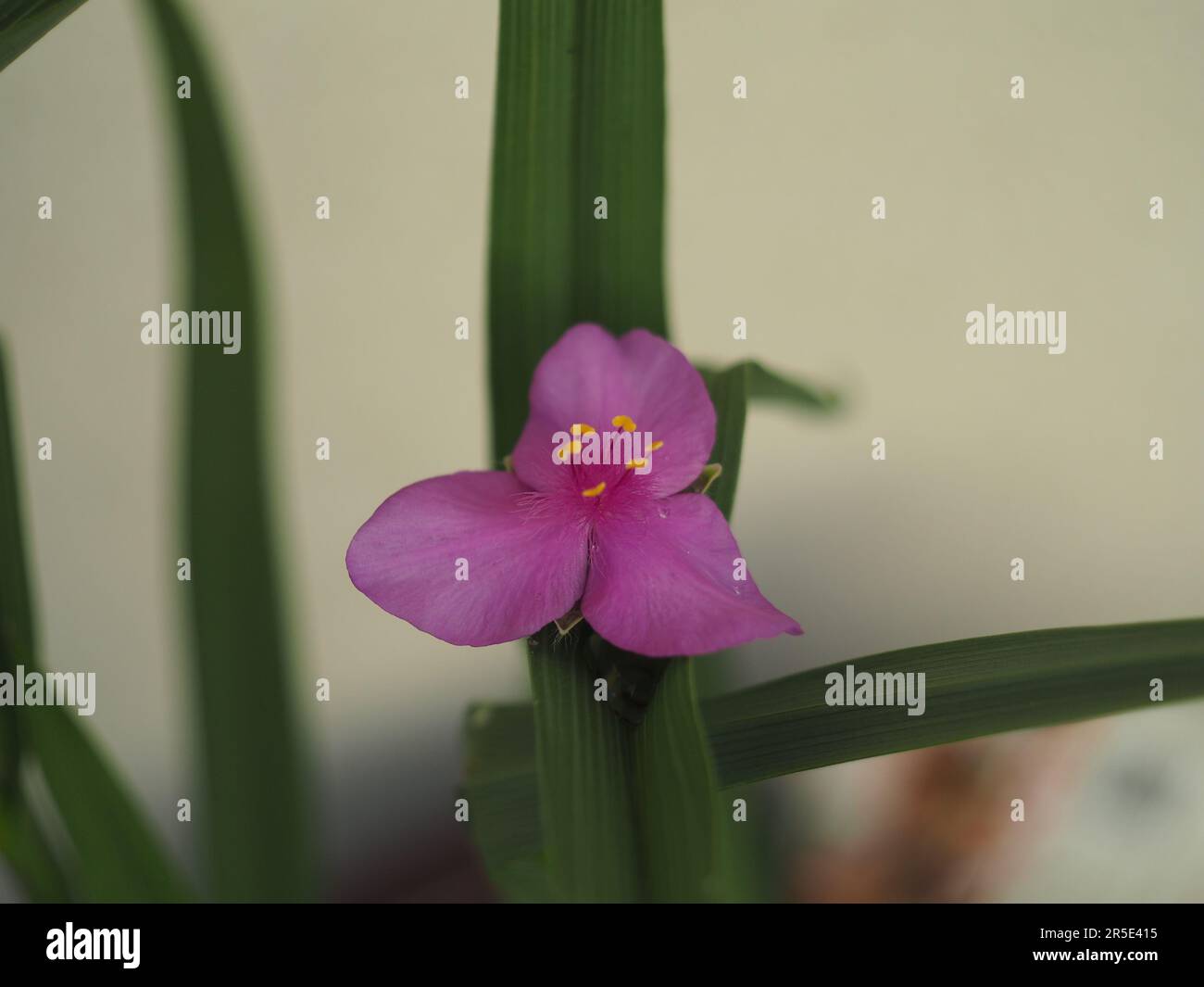 Pink Tradescantia (Spiderwort) flower fully open Stock Photo - Alamy