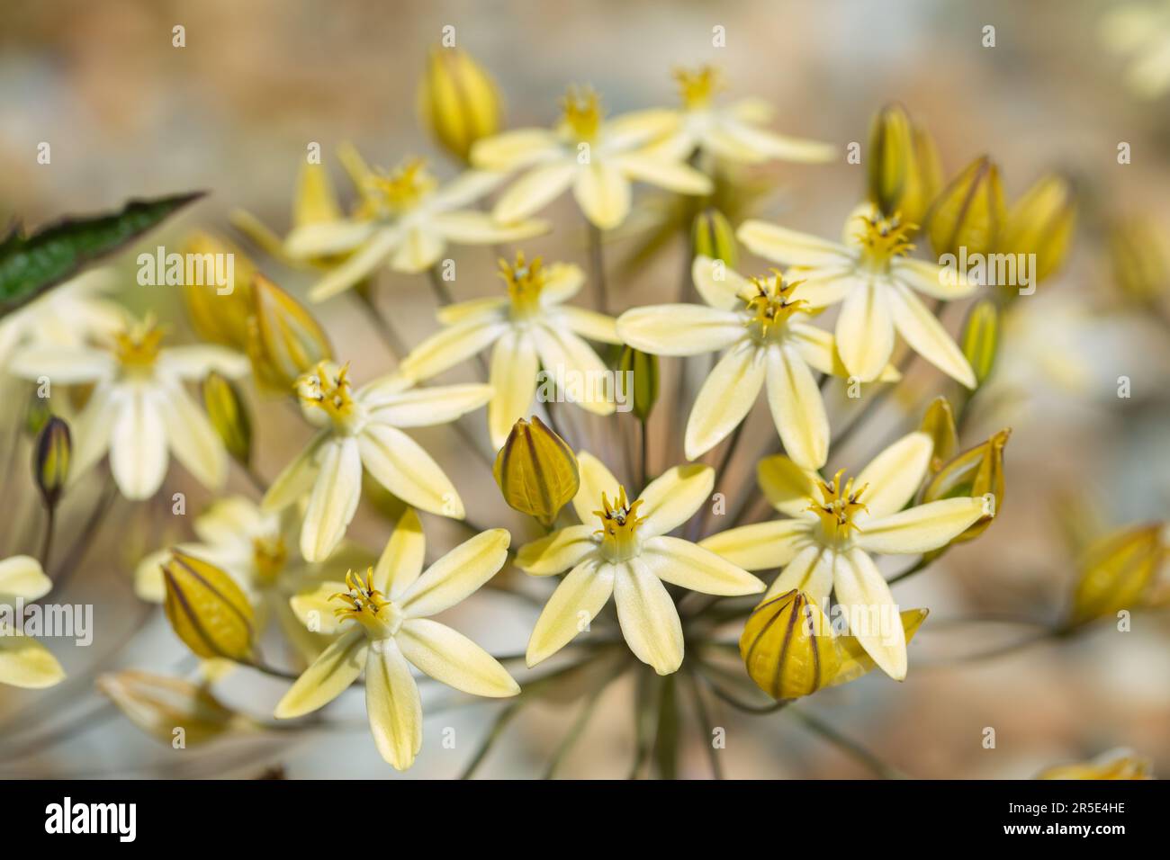 Macro photograph of the pretty, star-shaped golden yellow flowers of ...