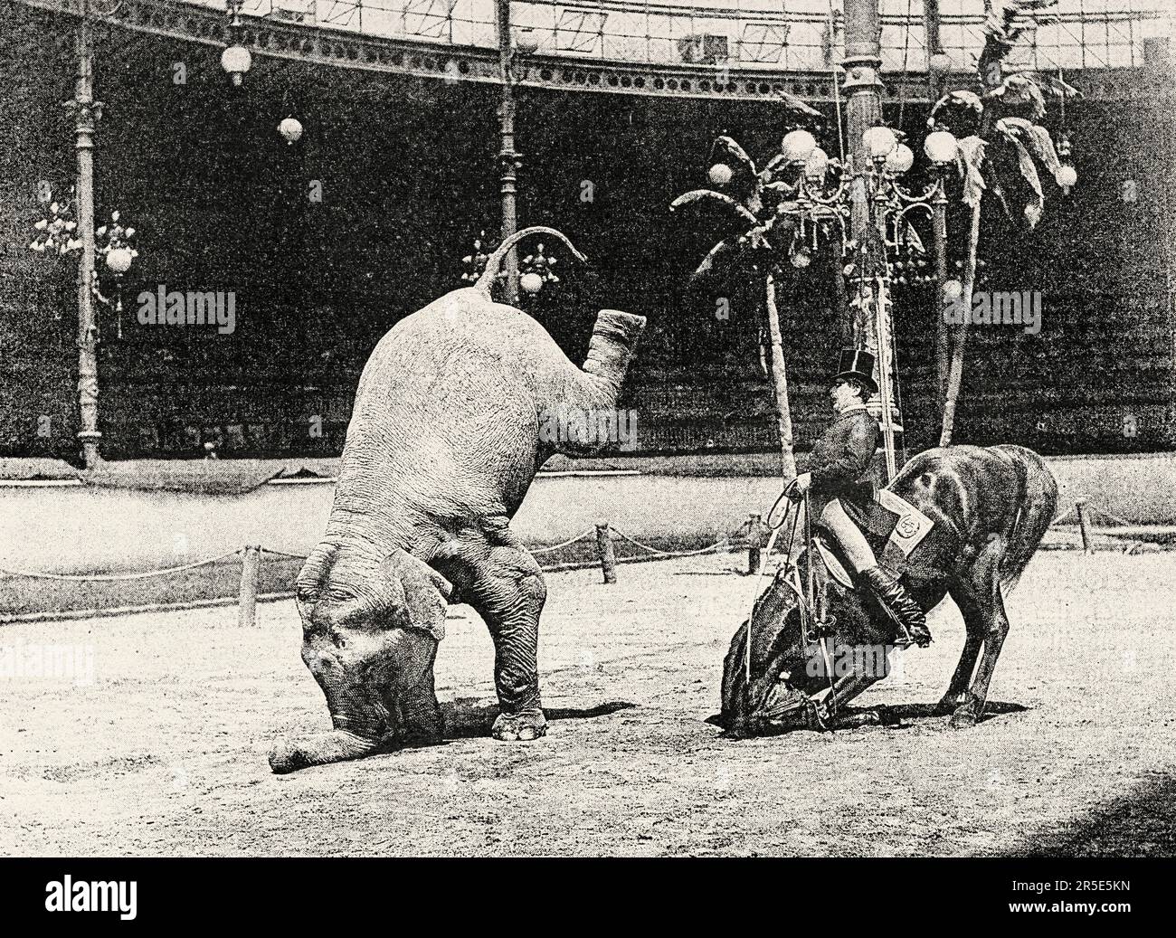 Exercises of a horse and a trained elephant at the Hippodrome de Paris ...