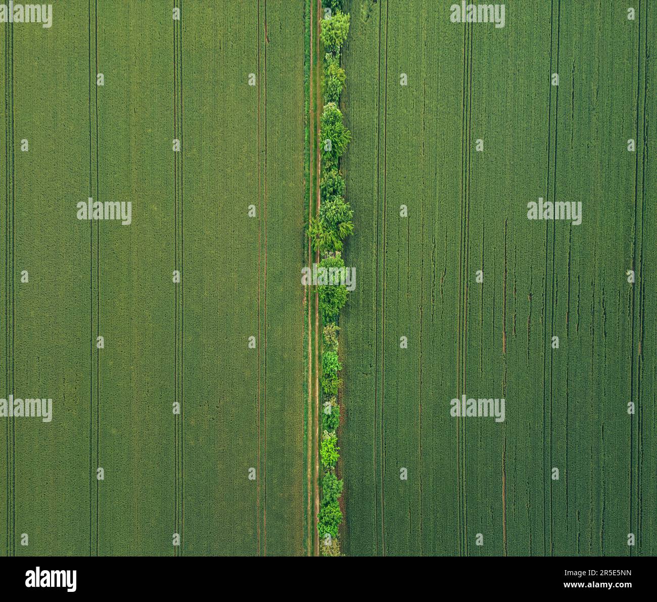 Taking care of the crop. Aerial view of a huge farmland. Green wheat ...