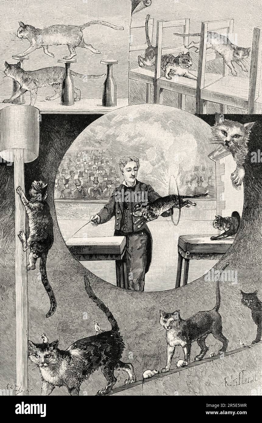 Circus cats hi-res stock photography and images - Alamy