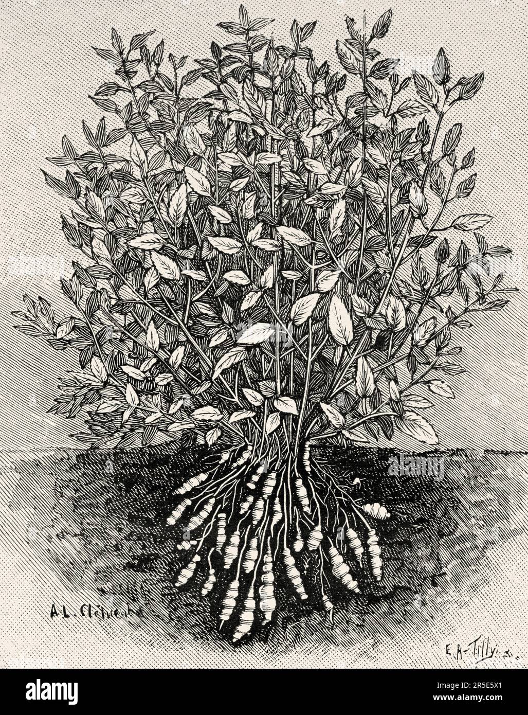 Japanese crosne Stachys affinis tubers rhizome root vegetable (Stachys ...