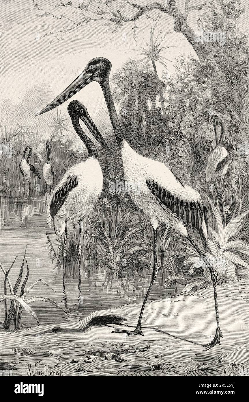 The Jabiru of Australia according to the individual currently living in ...