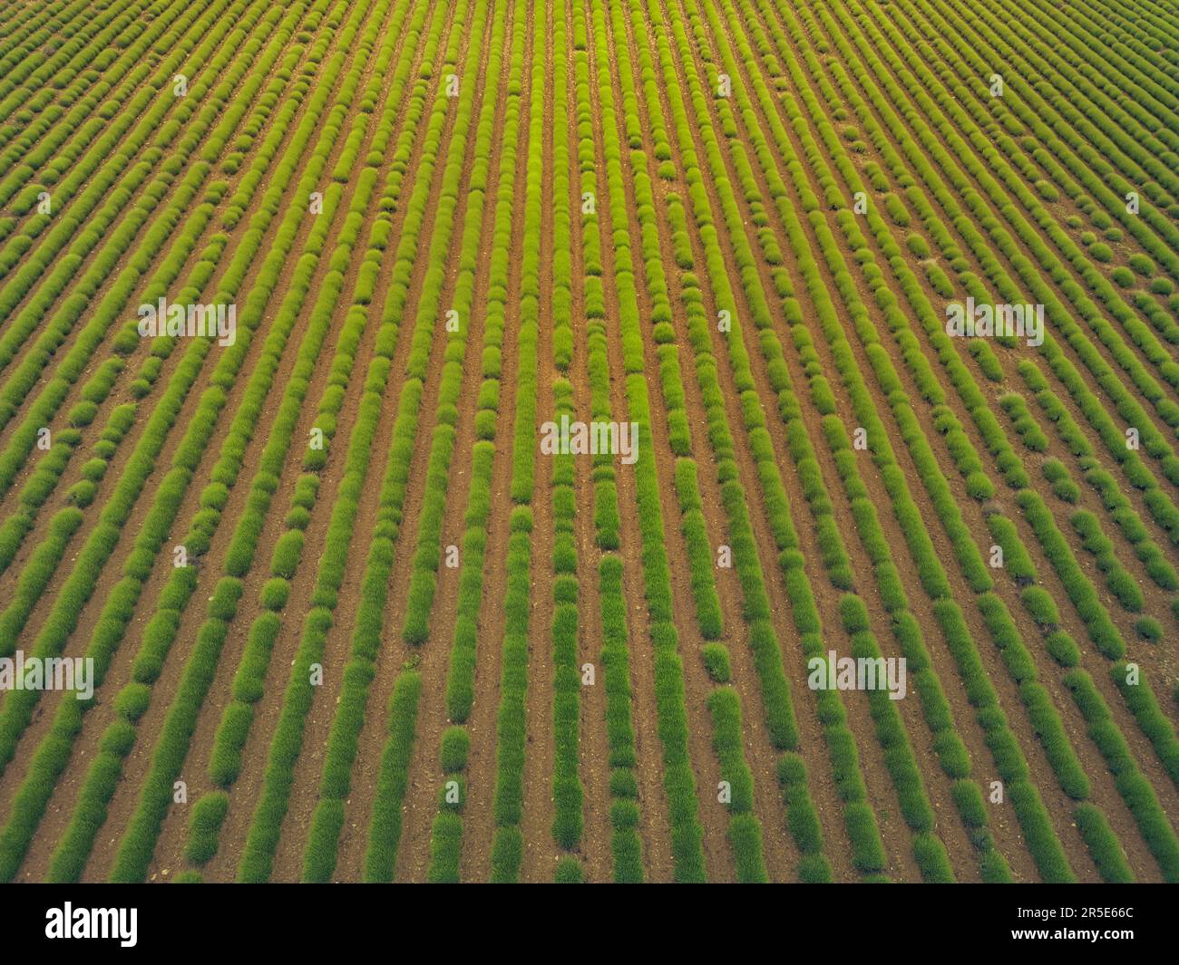 Taking care of the crop. Aerial view of a huge farmland. Green wheat ...