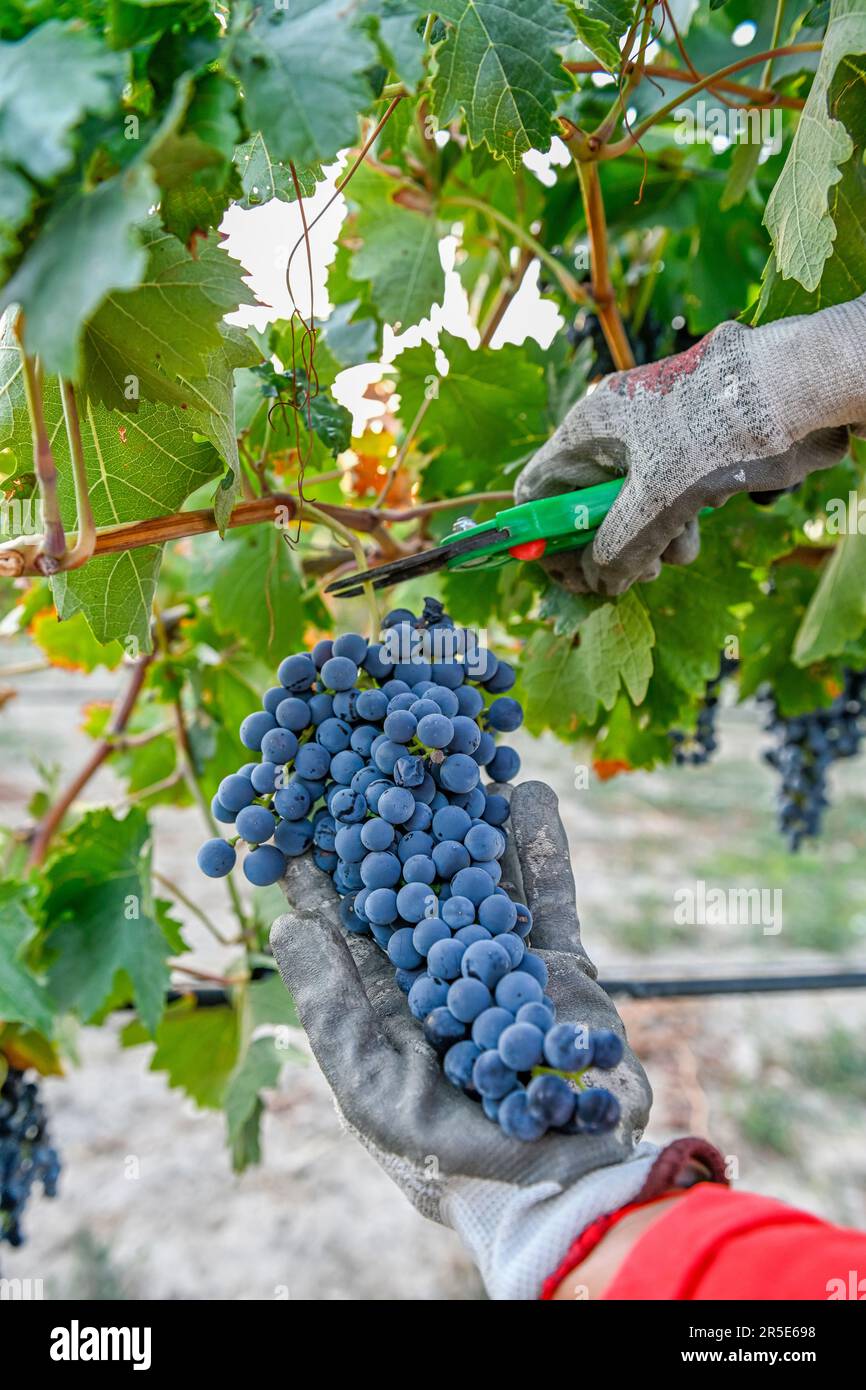 Hands farmer cutting grape fruit hi-res stock photography and images - Alamy
