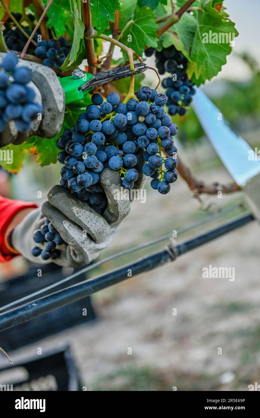 Hands of a farmer picking wine grapes during the harvest Stock Photo - Alamy