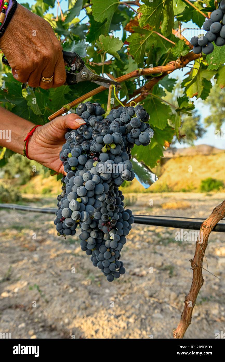 Hands of a female farmer, picking wine grapes during the harvest Stock Photo - Alamy