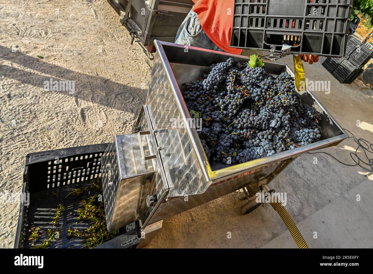 Wine grape stemmer, loaded with red grapes Stock Photo - Alamy