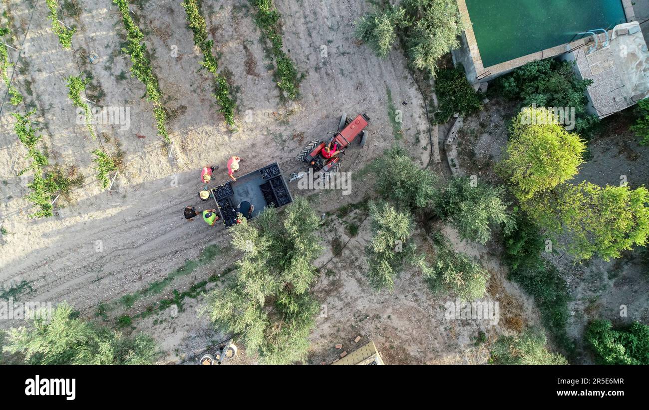 Aerial view of a tractor collecting boxes of grapes at the grape ...