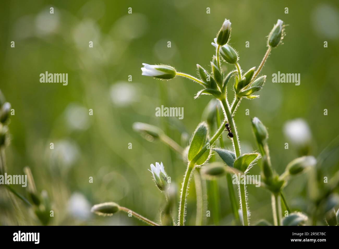 The beautiful tiny white flowers of Stellaria holostea, commonly known ...
