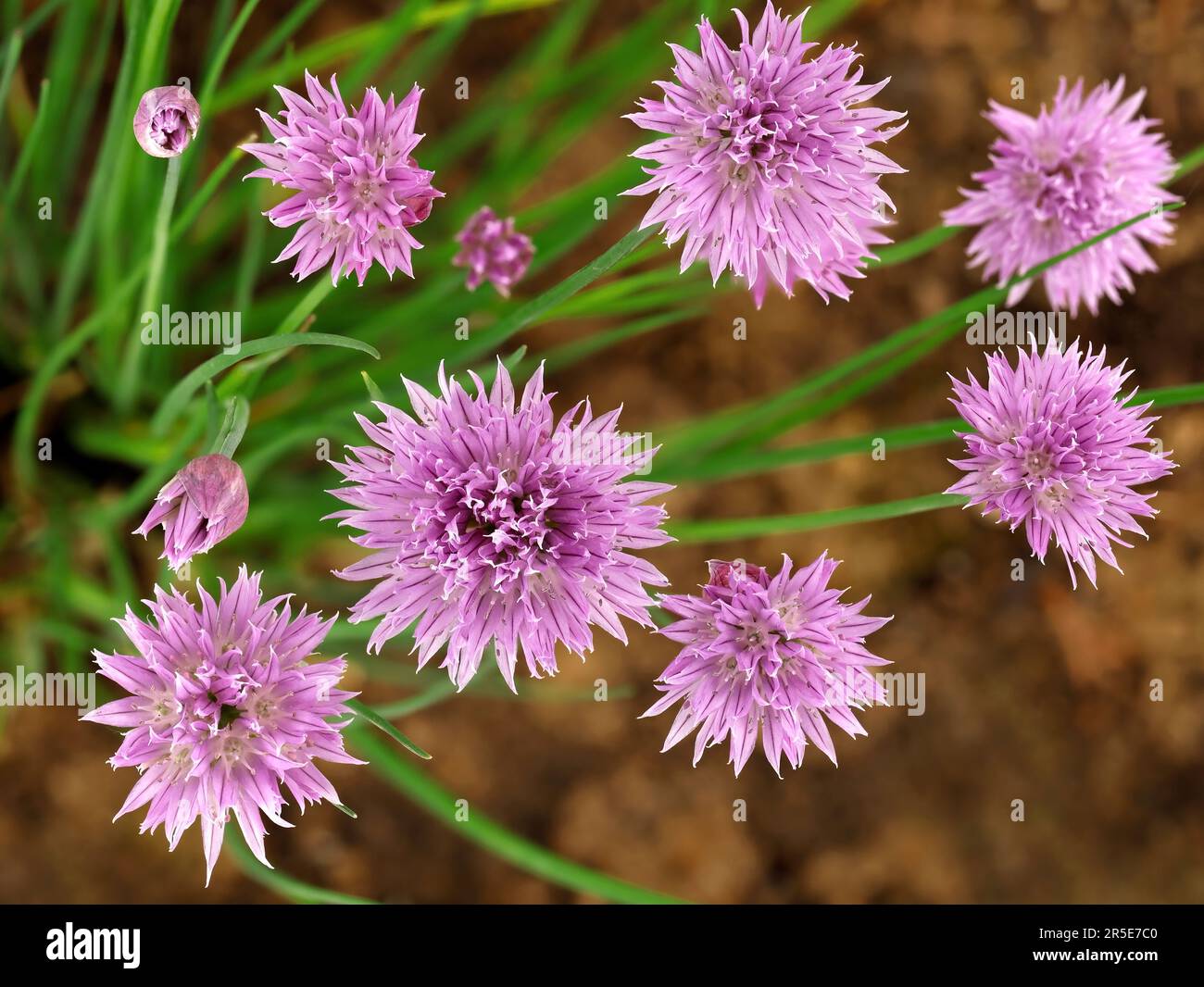 Allium schoenoprasum top view hi-res stock photography and images - Alamy