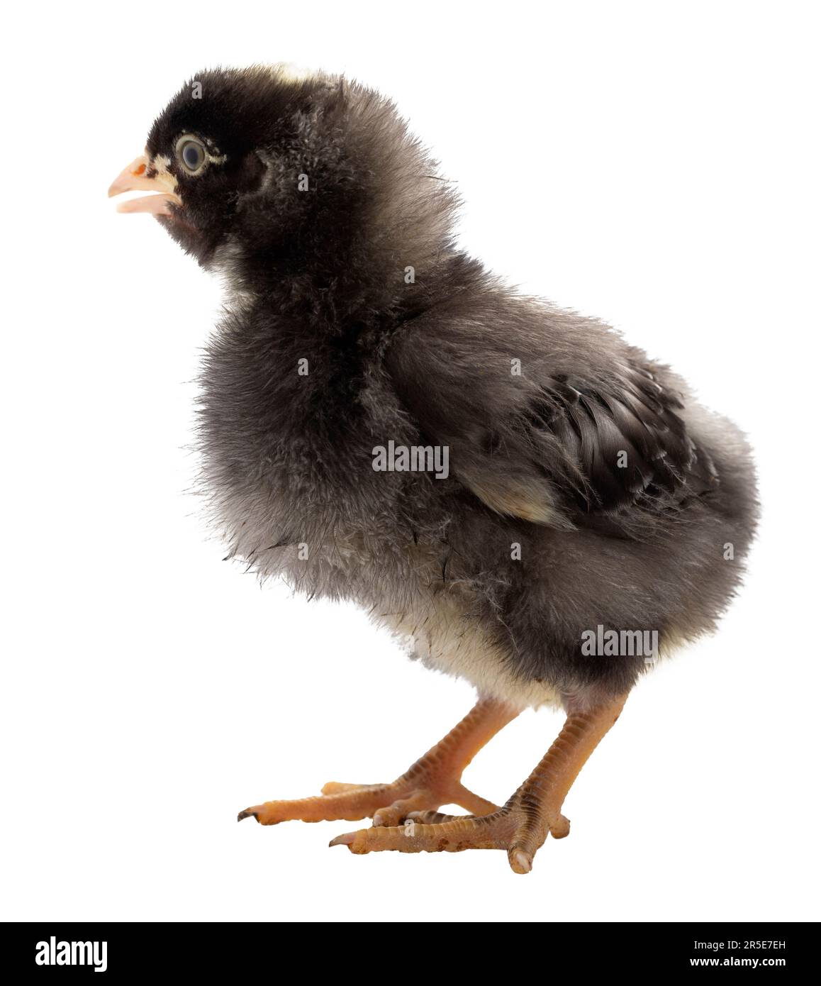 Clear background behind a young Dominique chicken chick Stock Photo - Alamy